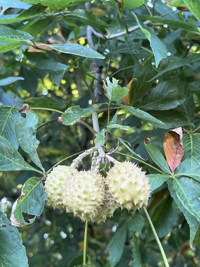 Ohio buckeye from W 600 N, Cayuga, IN, US on July 8, 2024 at 11:08 AM ...