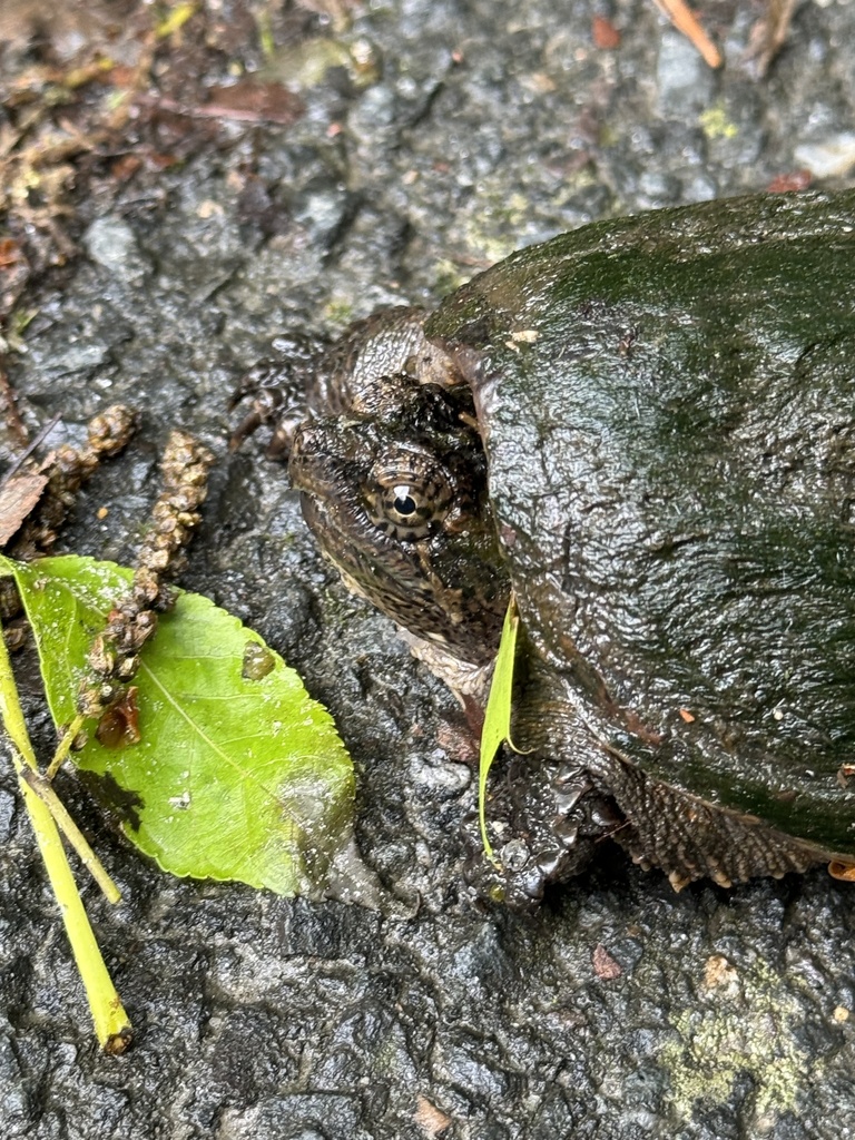 Common Snapping Turtle from Collis P. Huntington State Park, Redding ...