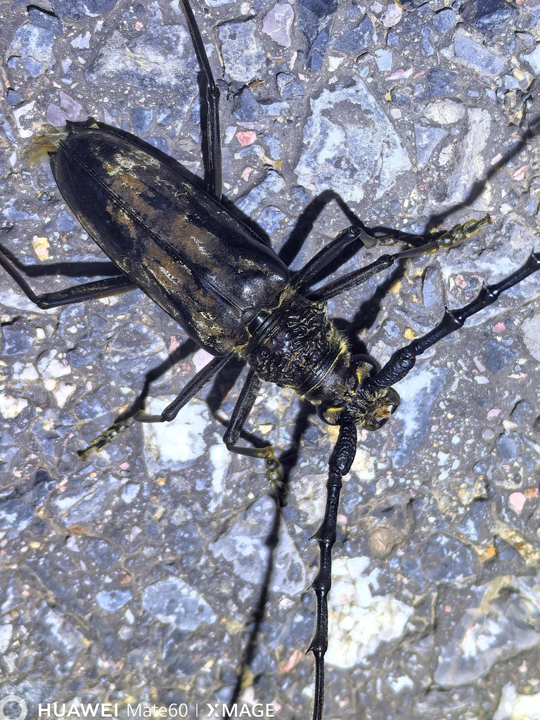 Trirachys orientalis from Nanjing, CN-JS, CN on July 8, 2024 at 08:47 ...