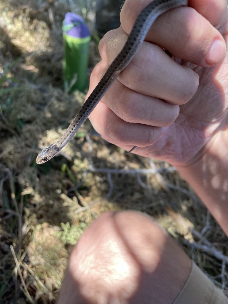 Wandering Garter Snake from Creekside Park, Fort Collins, CO, US on ...