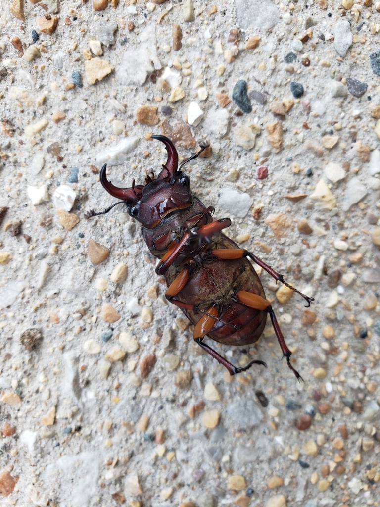 Reddish-brown Stag Beetle from Batavia, IL 60510, USA on July 8, 2024 ...