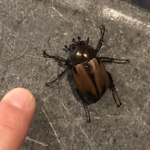 Agaocephala duponti · iNaturalist