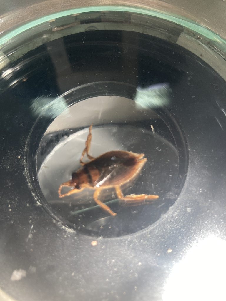 Giant Water Bugs from Staples Rd, San Marcos, TX, US on July 8, 2024 at ...