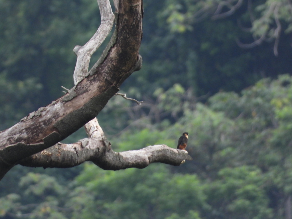 Bat Falcon from Santa Marta, Magdalena, Colombia on June 26, 2023 at 08 ...