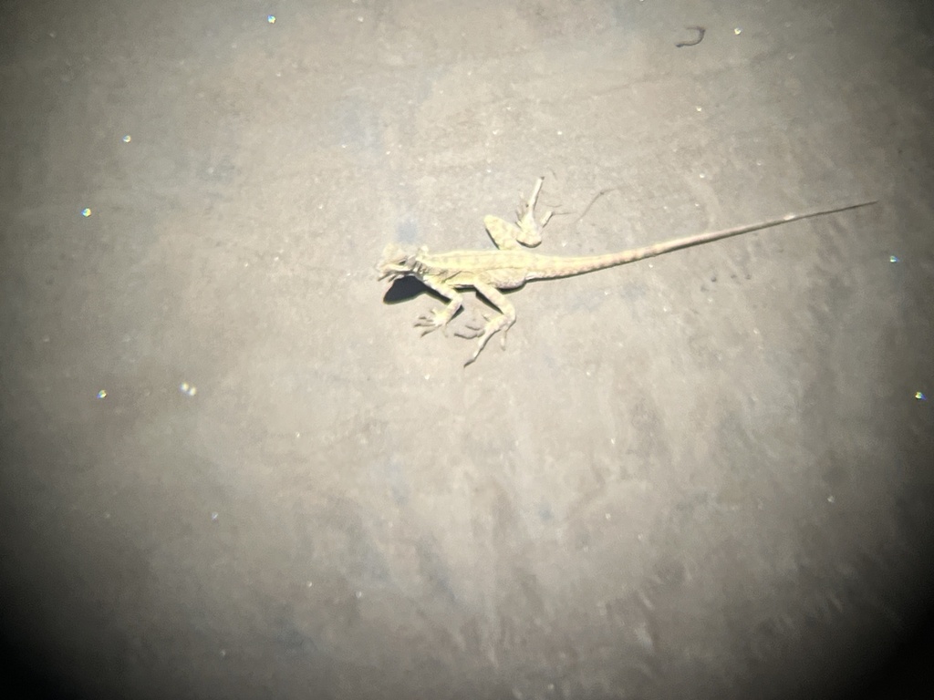 Common Basilisk in July 2024 by Matthew · iNaturalist