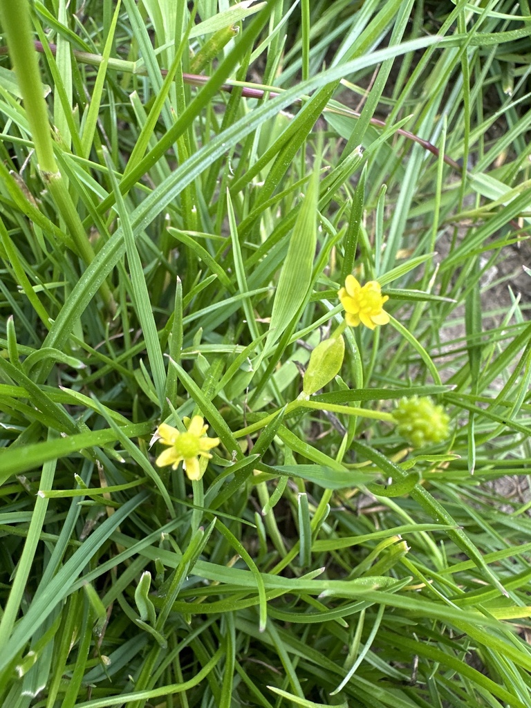 cursed crowfoot from Peak District National Park, Bakewell, England, GB ...