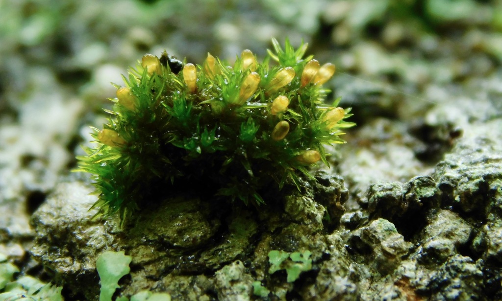 Starry Bristle Moss in July 2024 by Michael J. Papay. On *Acer ...