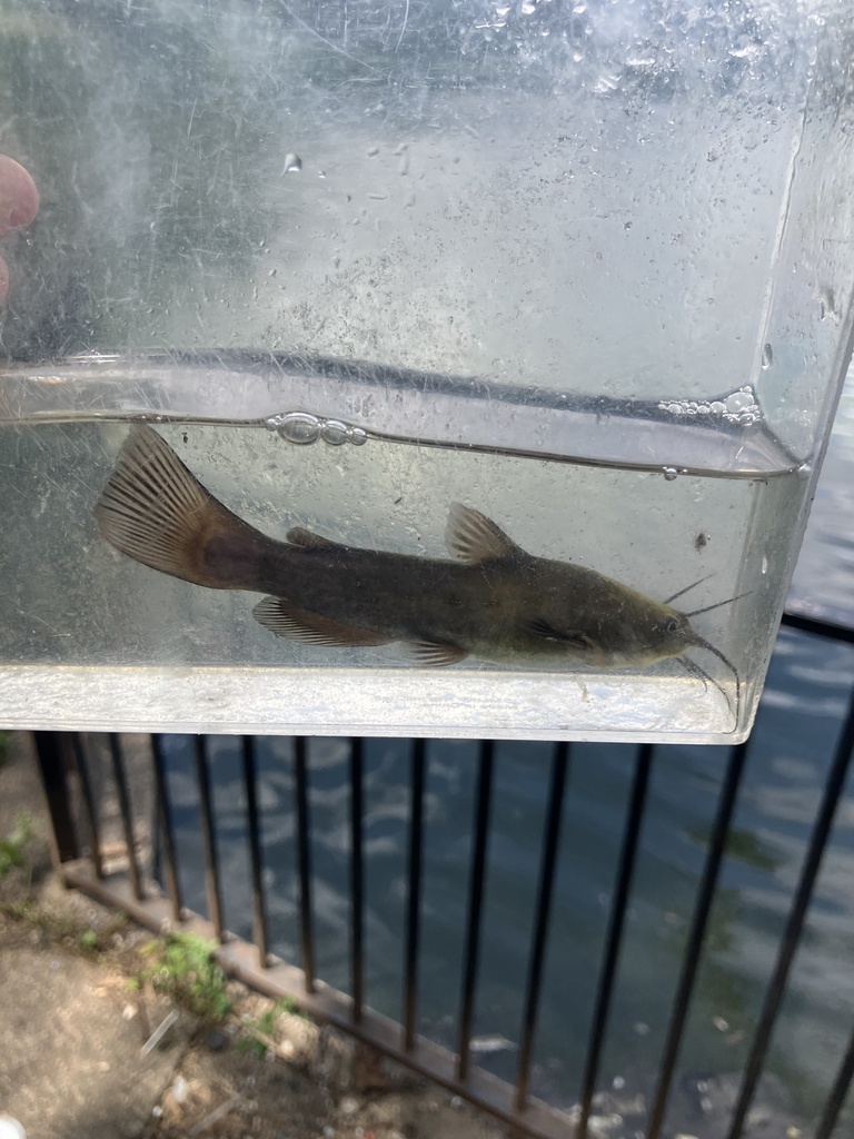 Black Bullhead from Powderhorn Lake, Minneapolis, MN, US on July 8 ...