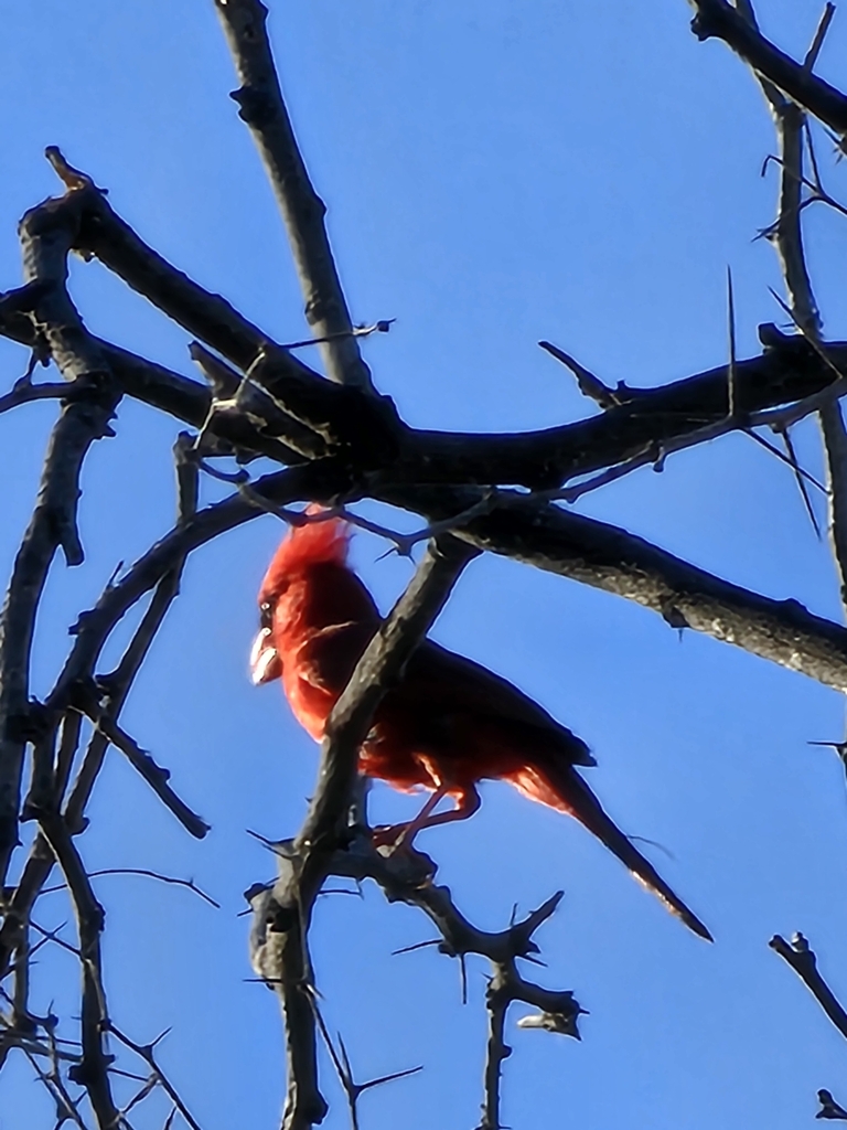 Northern Cardinal from Centro, 23880 Loreto, B.C.S., México on July 8 ...