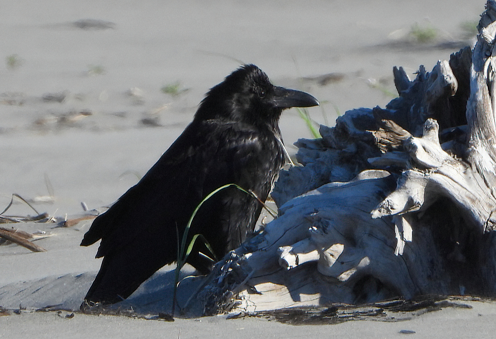Common Raven from FSSP Columbia R Beach, west end on July 7, 2024 at 06 ...