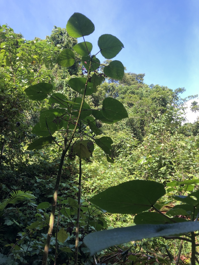 Gympie Stinging Tree (Dendrocnide moroides) - Botanical Realm