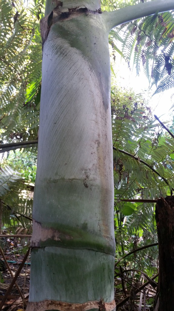 Big Mountain Palm (Lord Howe Island Endemic Flora & Fauna) · iNaturalist