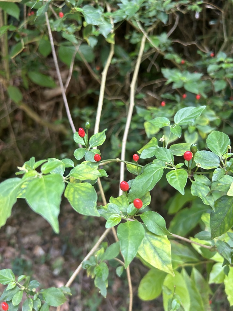 bird pepper from Puerto Rico, Guayama, PR, US on July 8, 2024 at 12:02 ...