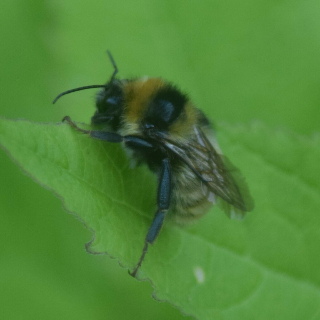 Great Yellow Bumble Bee from Великий Новгород, Новгородская обл ...