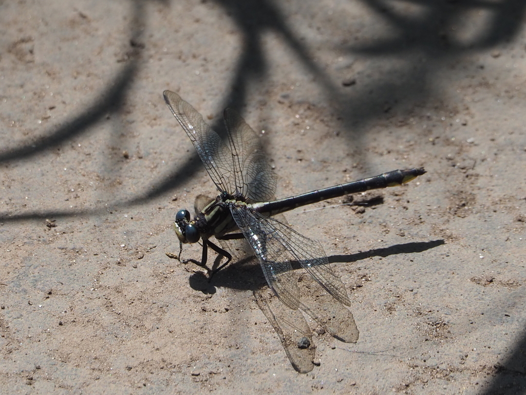 Rapids Clubtail in July 2024 by John Hiebert · iNaturalist