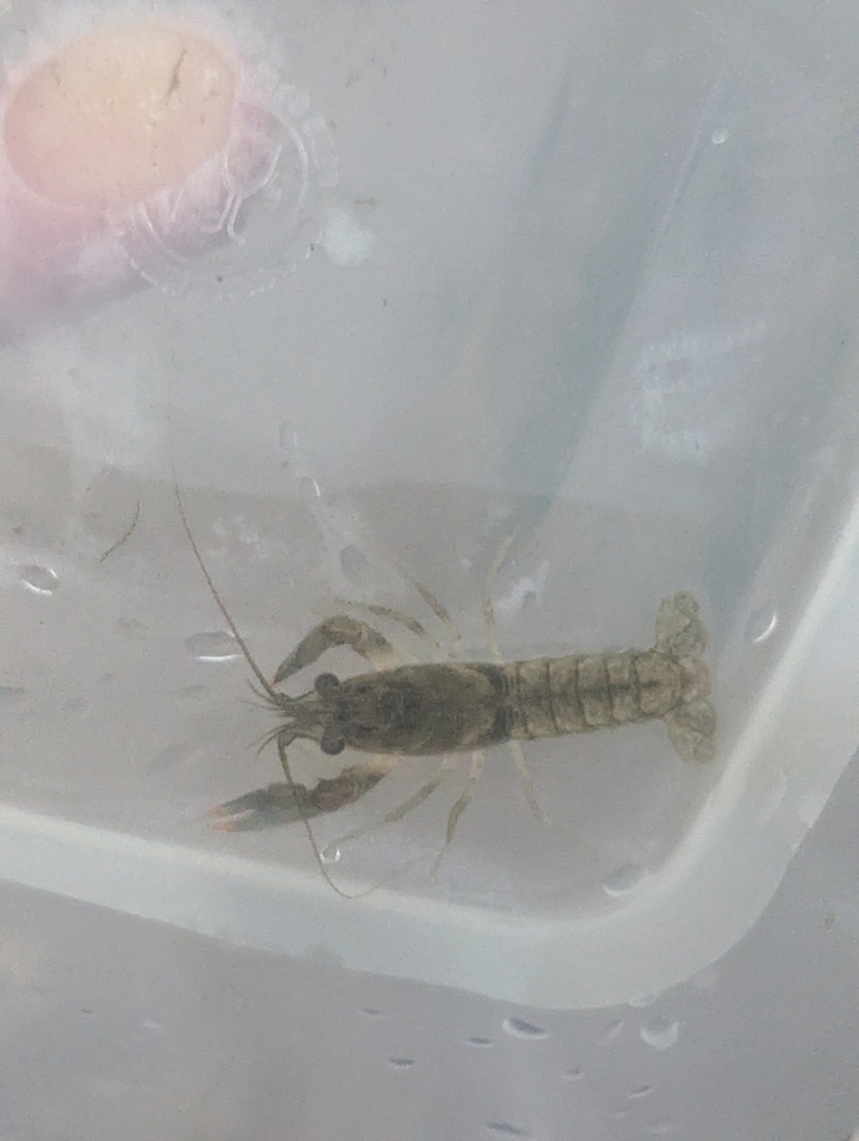 Northern Clearwater Crayfish from Mississauga, ON L5M 3S4, Canada on ...