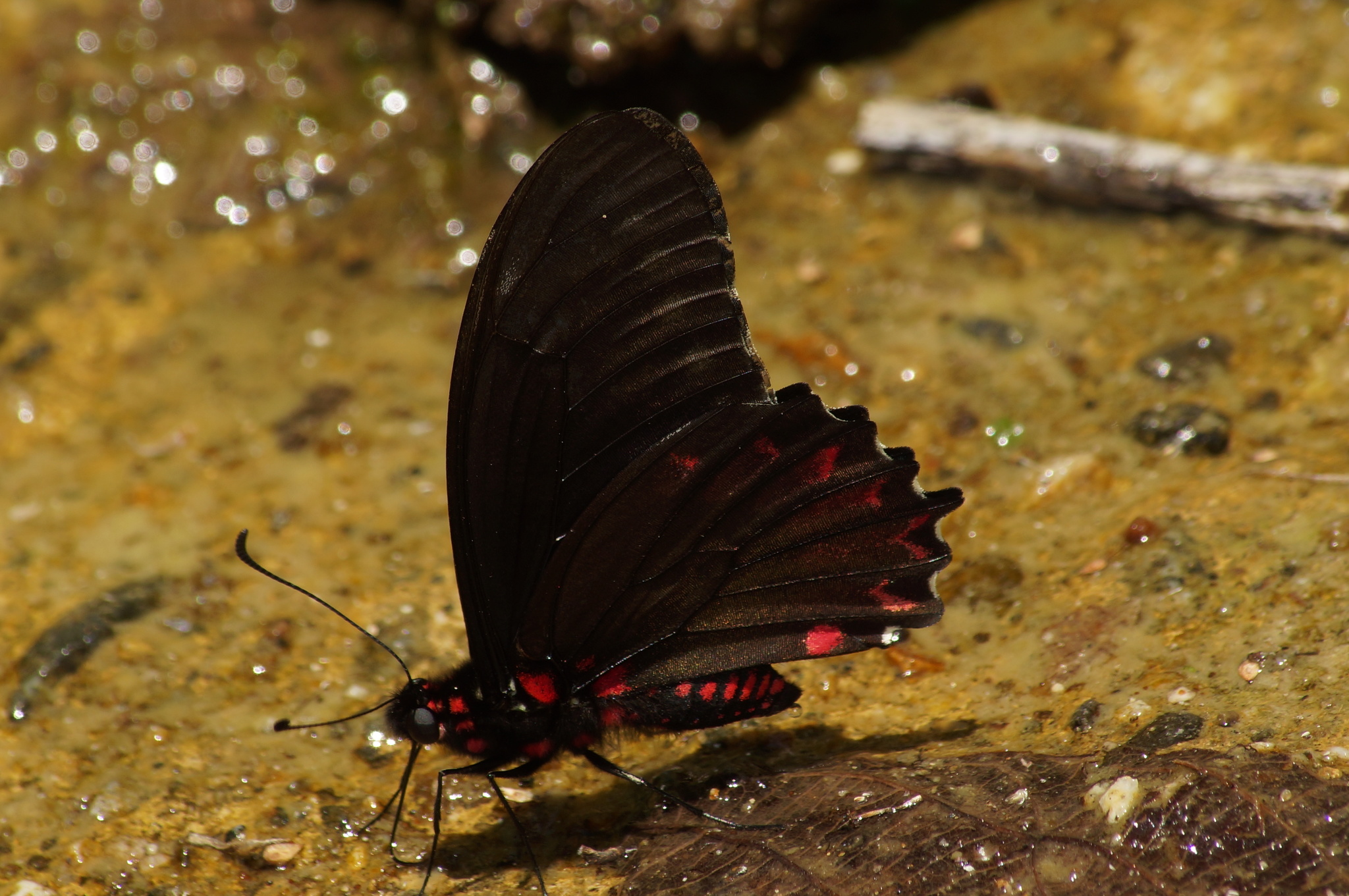 Mimoides phaon (Boisduval, 1836)