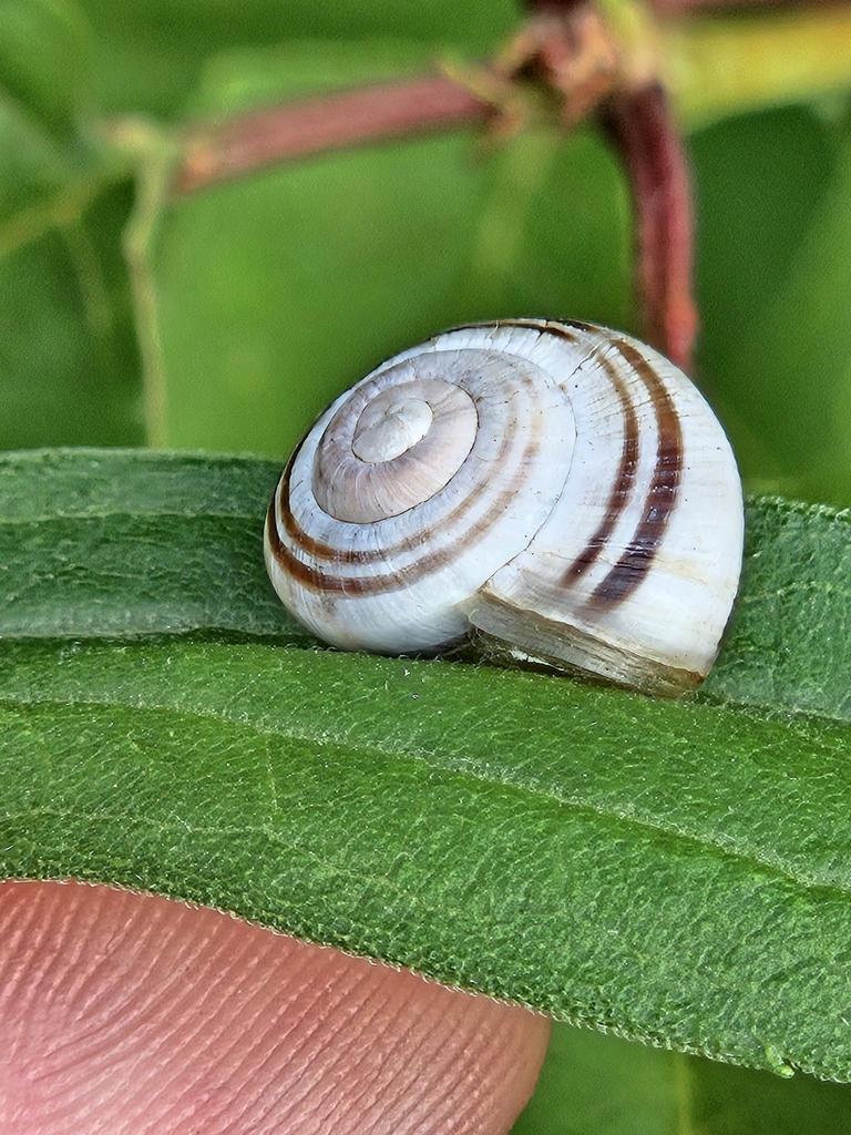 Eastern Heath Snail from Vaughan, ON L4K 1G9, Canada on July 8, 2024 at ...