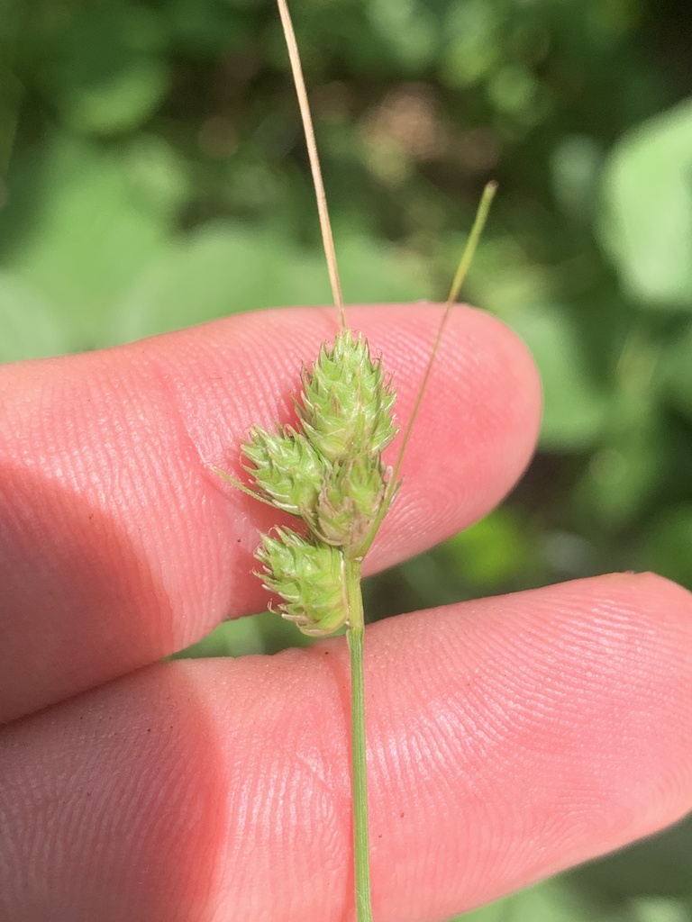 clustered sedge in July 2024 by Carl-Adam Wegenschimmel · iNaturalist