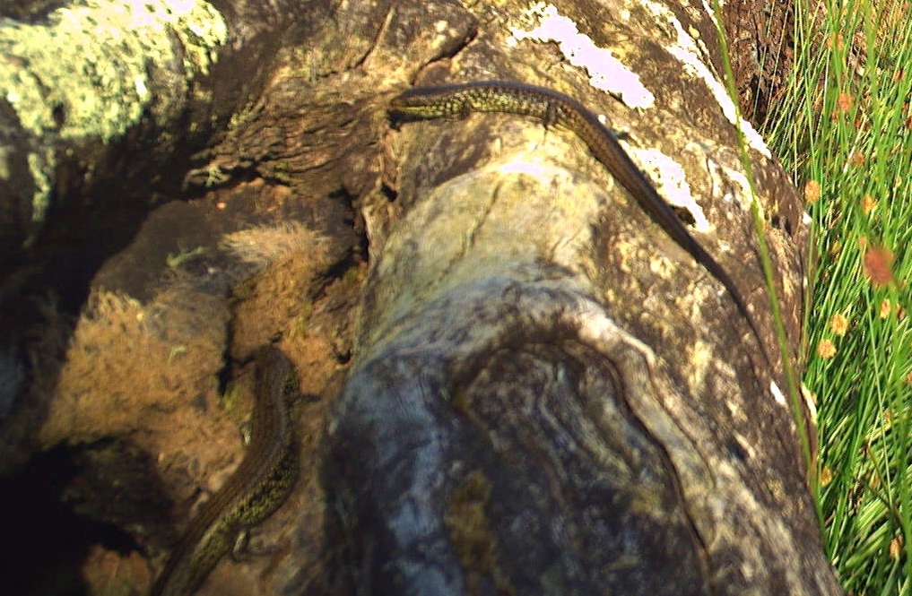 Western Mourning Skink from Mettler WA 6328, Australia on January 08 ...