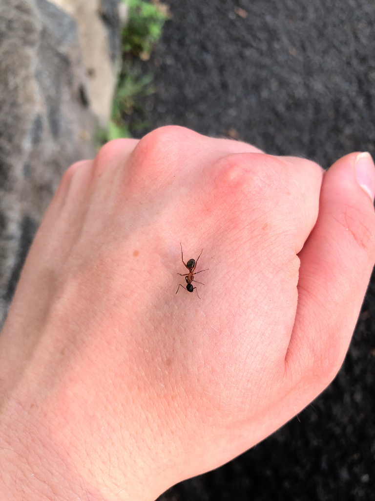 Ferruginous Carpenter Ant from Alpine on July 8, 2024 at 06:45 PM by ...