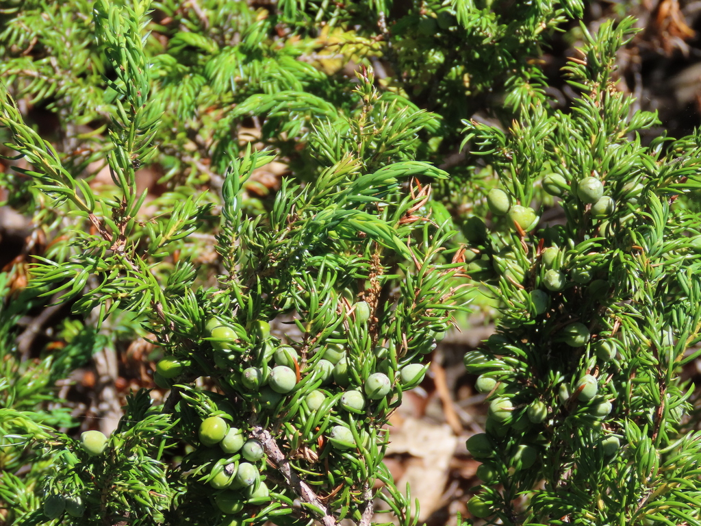 common juniper from Fort Wilkins Historic State Park - Michigan ...