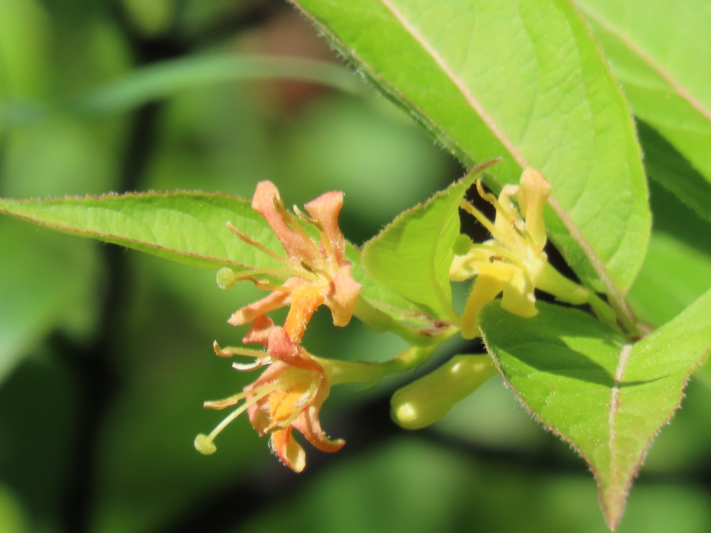 northern bush honeysuckle from Fort Wilkins Historic State Park ...