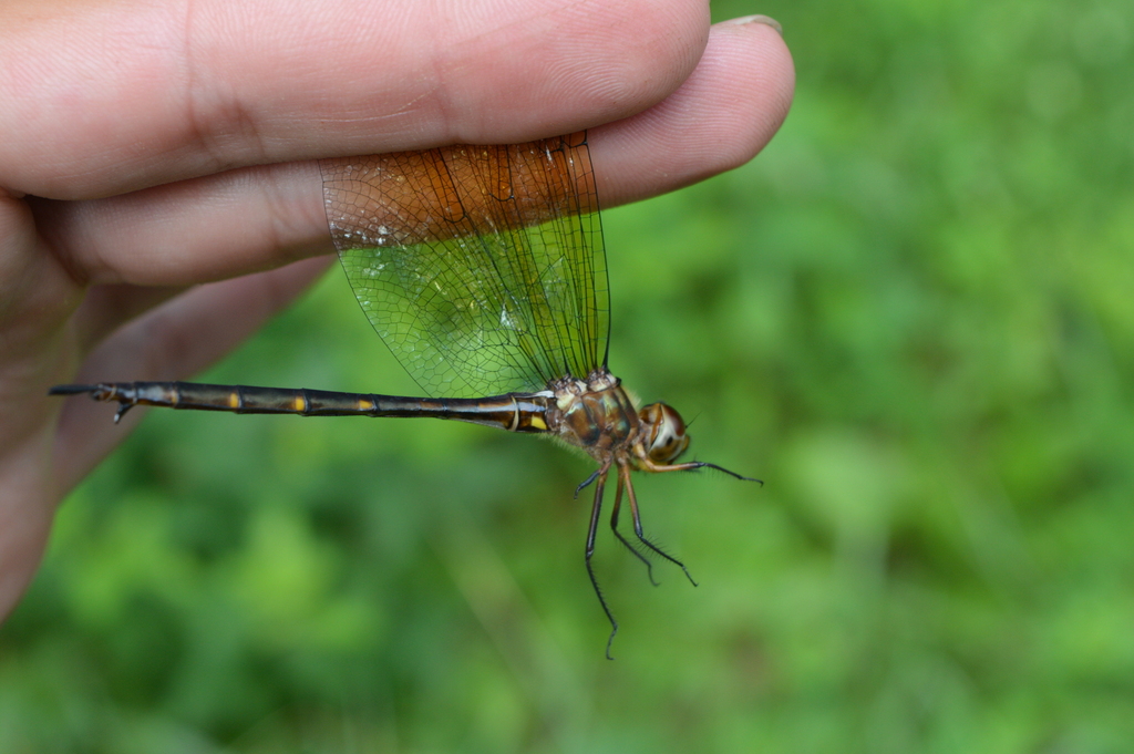 Mocha Emerald in July 2024 by Cole Tiemann. iNat first county record, but second county record ...
