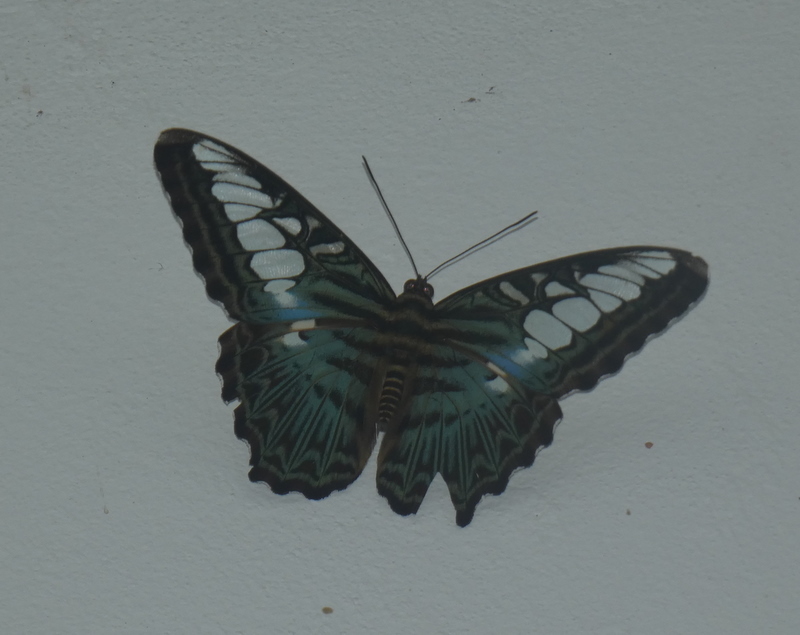 Parthenos from Vientiane, Laos on July 9, 2024 at 05:44 AM by Louis ...