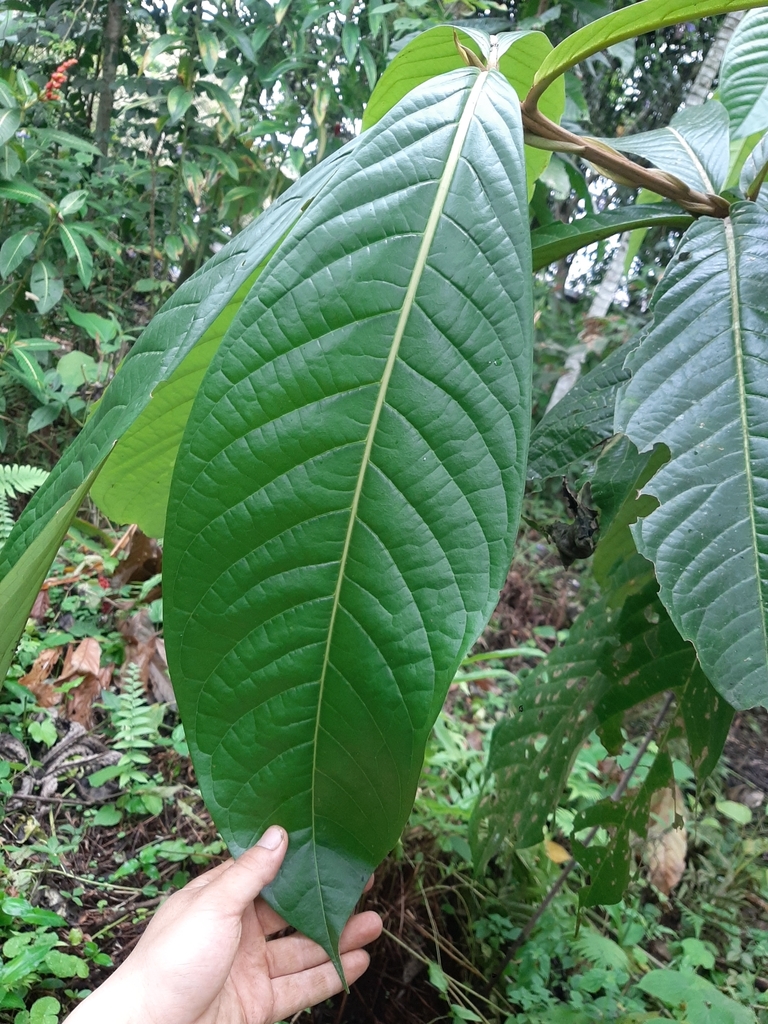 Aniba magnifica desde Luz de America, Ecuador el 08 de julio de 2024 a ...
