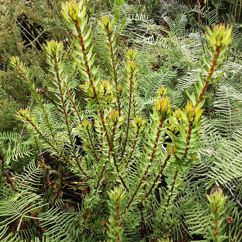 Bush-peas from Gardens of Stone SCA, Newnes Plateau NSW 2790, Australia ...