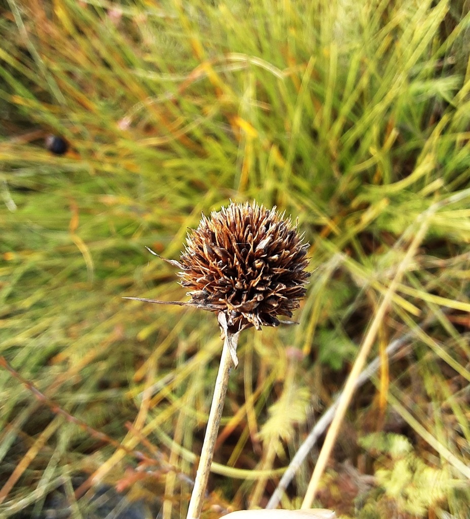 Button Grass from Gardens of Stone SCA, Newnes Plateau NSW 2790 ...