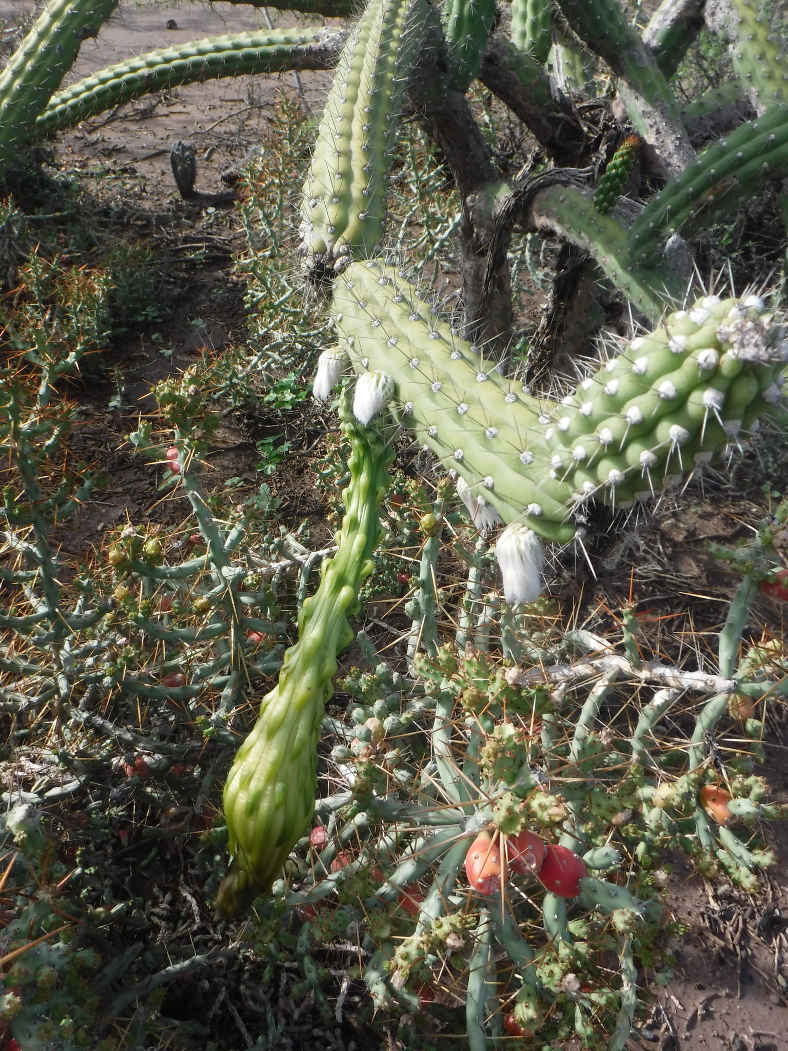 Harrisia divaricata (Lam.) Backeb.