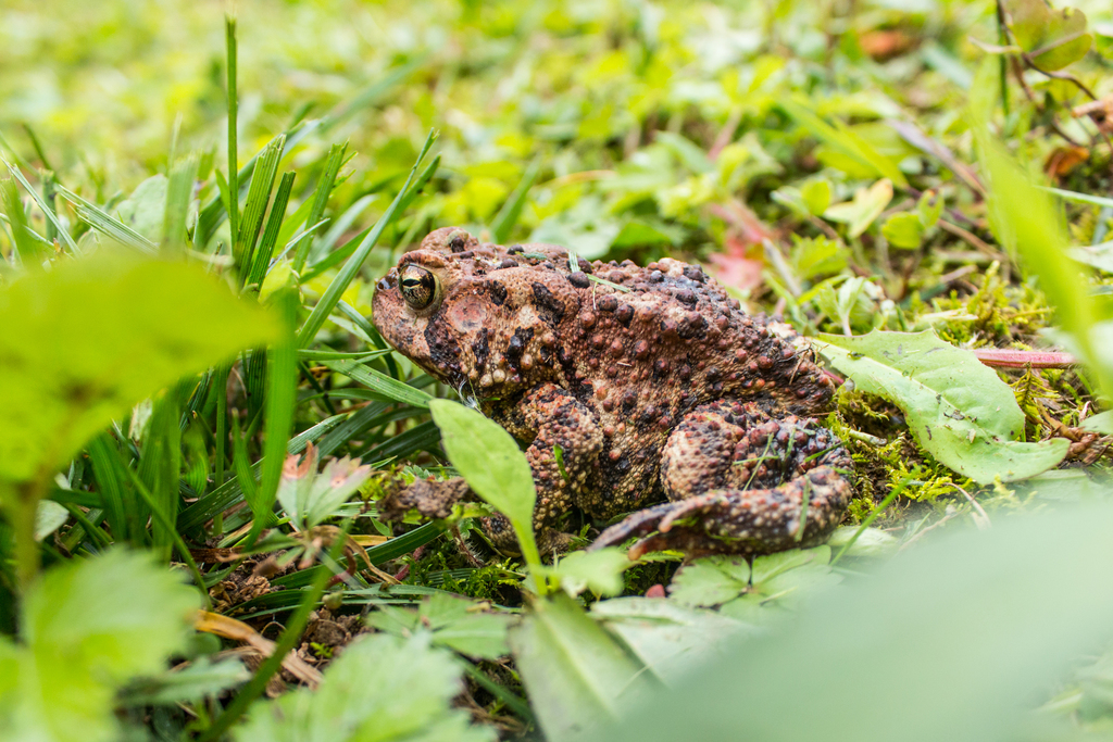 American Toad from Knott County, KY, USA on May 09, 2016 at 06:38 AM by ...