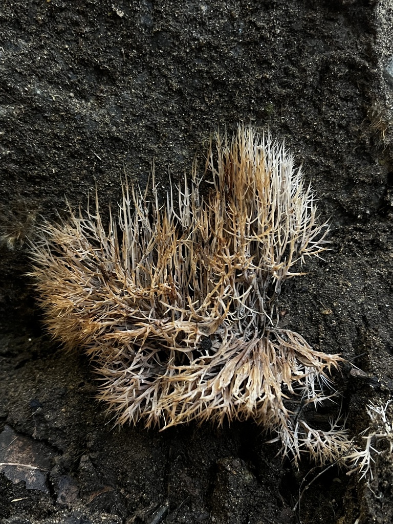 Pterula from Barrancas, San Antonio, Región de Valparaíso, CL on July 8 ...