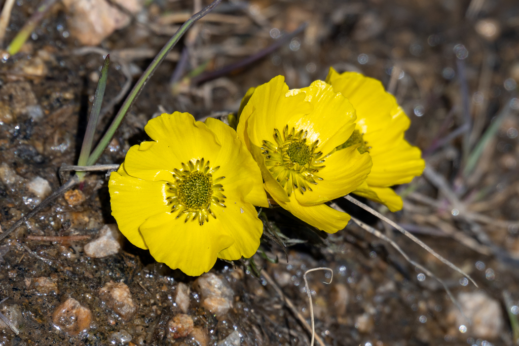 alpine buttercup from Clear Creek County, CO, USA on July 8, 2024 at 11 ...