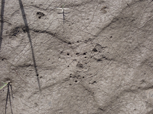 iNaturalist Tracking Database – NatureTracking