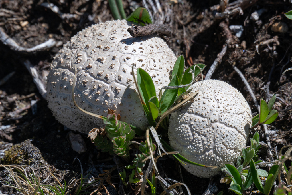 Western Giant Puffball from Clear Creek County, CO, USA on July 8, 2024 ...