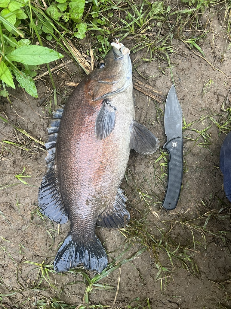 (Hephaestus) - Marine Life Identification