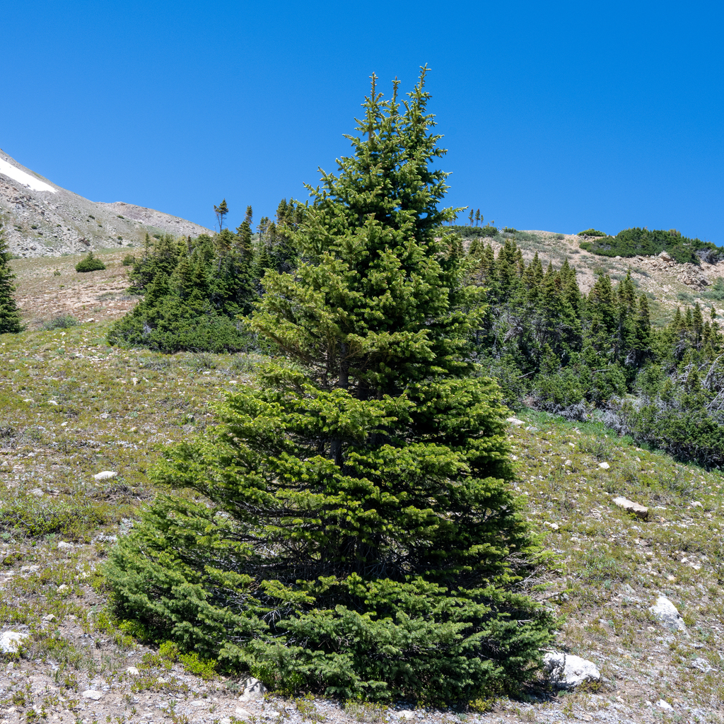 subalpine fir from Summit County, CO, USA on July 8, 2024 at 01:14 PM ...