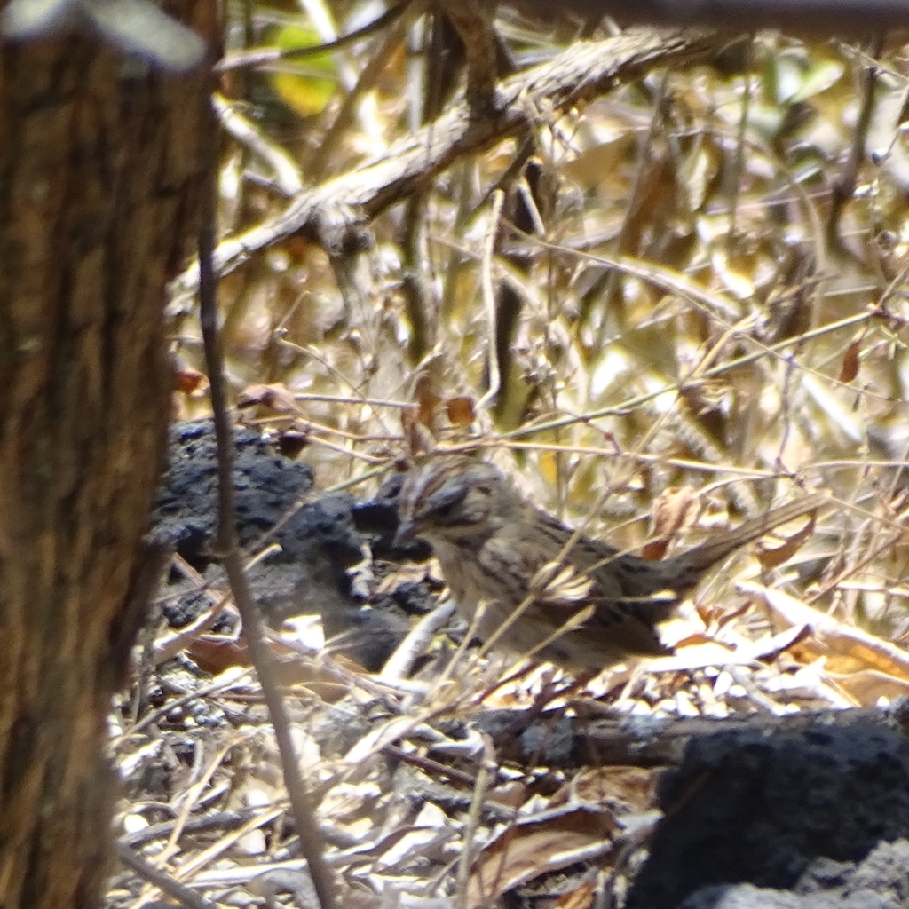 Lincoln's Sparrow from Parada PUMA BUS Archivo General, Circuito ...