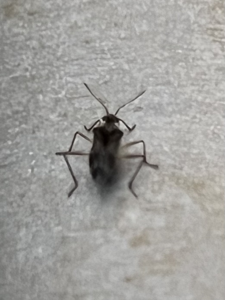 Microvelia from Pinnacle Rd, Austin, TX, US on July 8, 2024 at 08:48 PM ...