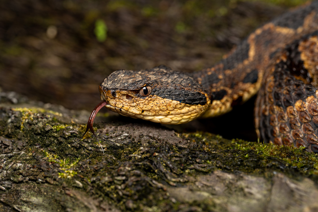 Mexican Jumping Pit Viper from Los Reyes, Veracruz, Ver., Mexico on ...