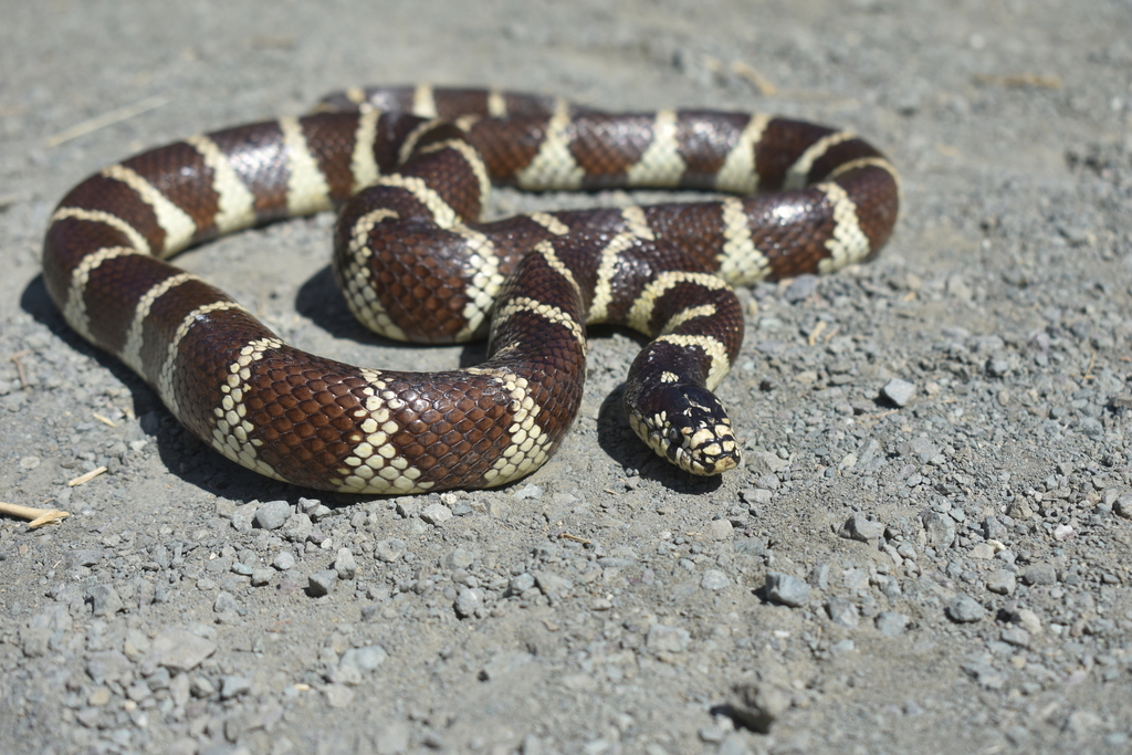 California King Snake in July 2024 by Max Roberts. 2 huge and old adult ...