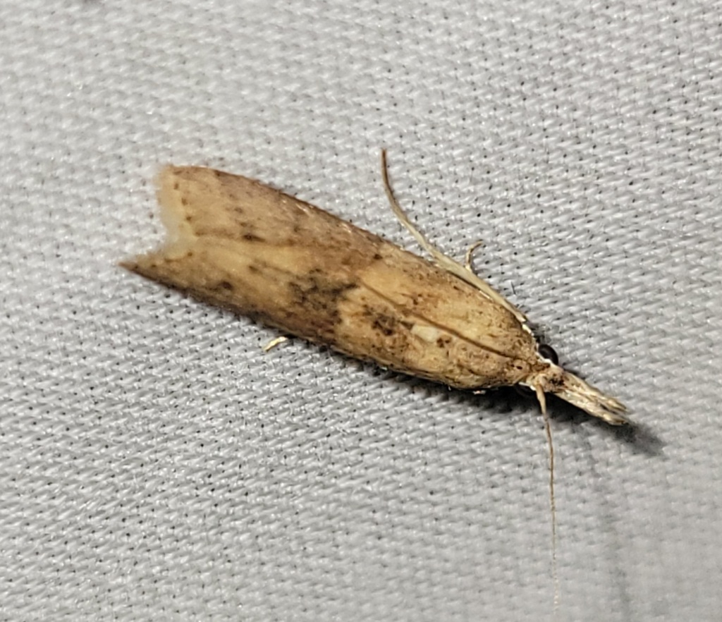 Alligatorweed Stemborer Moth from Walden Preserve, Hagen Road, Salem ...
