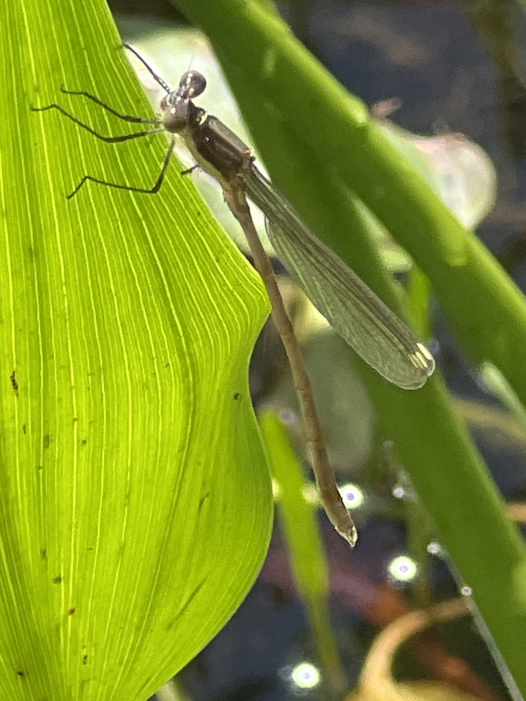Pond Spreadwings from Colchester Pond Rd, Colchester, VT, US on June 26 ...