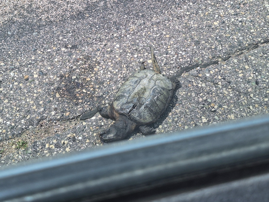 Common Snapping Turtle from Elmer Township, MN, USA on July 7, 2024 at ...