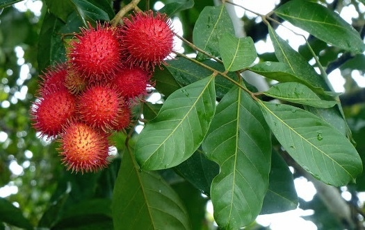 Rambutan from Jalan TMP 1, Petaling, Selangor, MY on May 31, 2019 at 09 ...