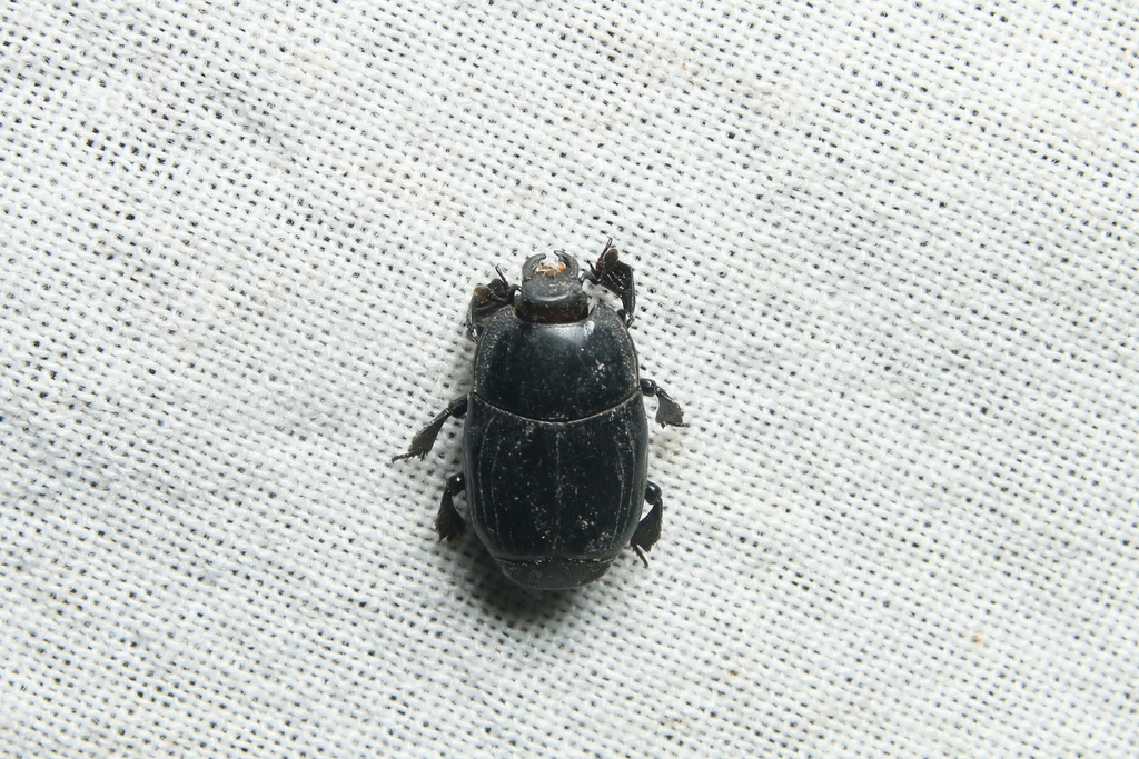 Plaesius from HV9H+JRG Kaomai Lanna Resort, 1 หมู่ที่ 6 ถนนเชียงใหม่ ...