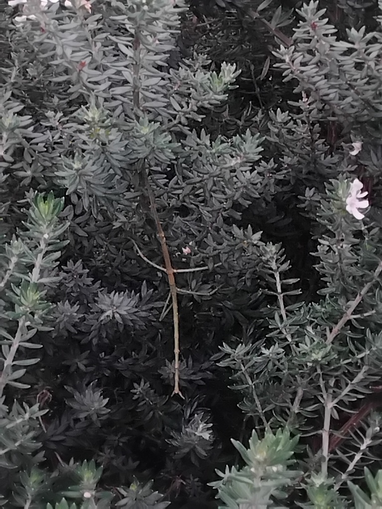 Margin-winged Stick Insect from Sydney NSW, Australia on July 7, 2024 ...